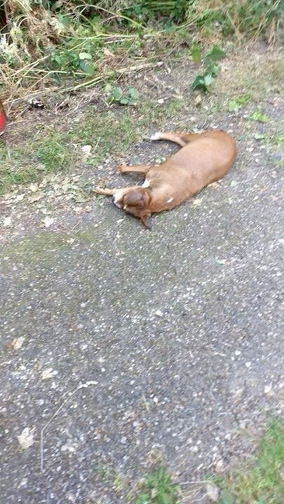 Omstanders vinden gedumpte dode hond in boodschappentas Hamerdenstraat ...